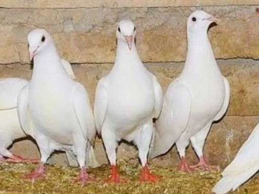 Продажа спортивных голубей