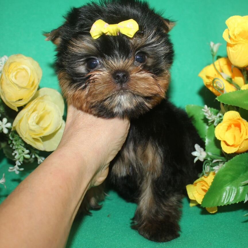 Йоркширский терьер, щенок