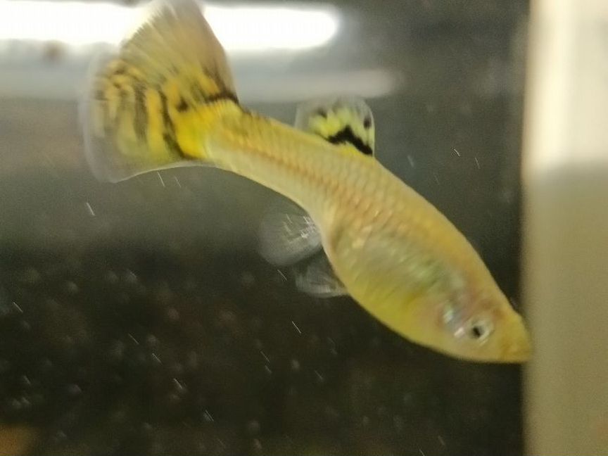 Отдам 4 гуппи и продам петушка