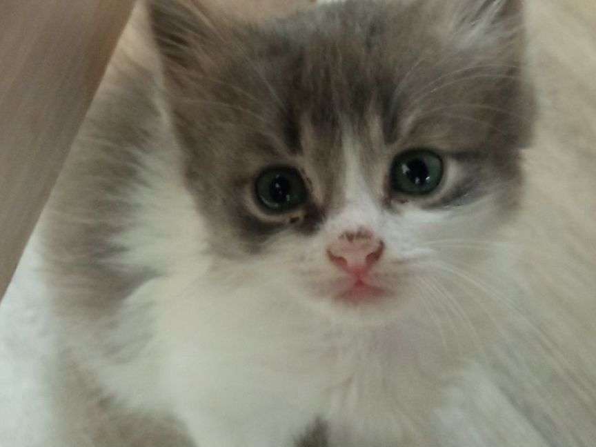 Котята крысоловы