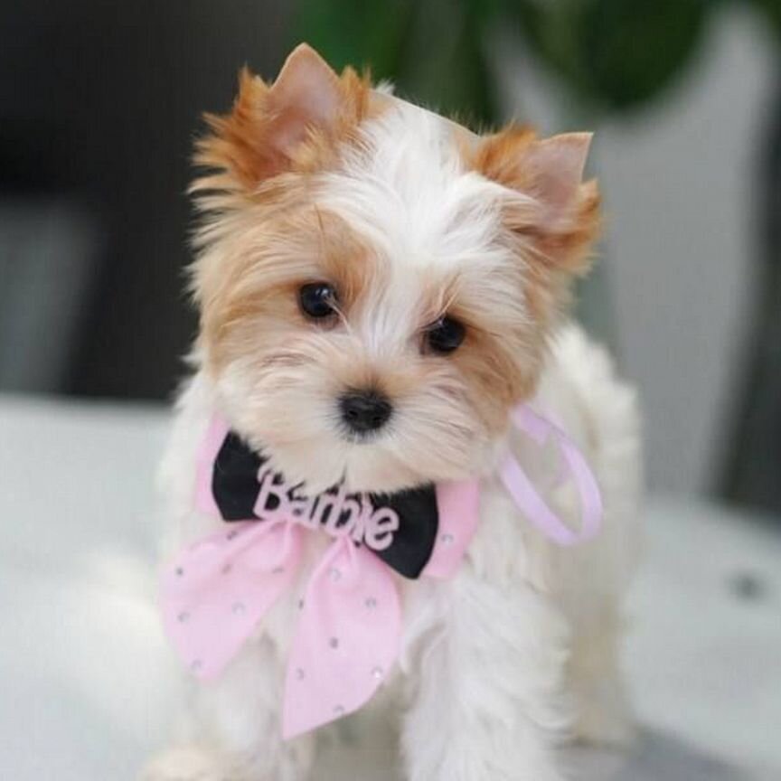 Голдаст-йорк, щенок