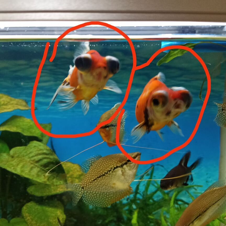 Рыба Бронь до 07.06.2025 до 13:00