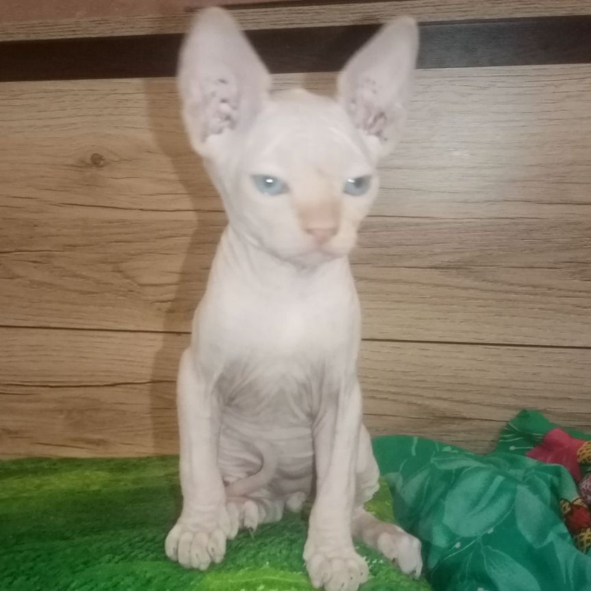 Котята породы сфинкс