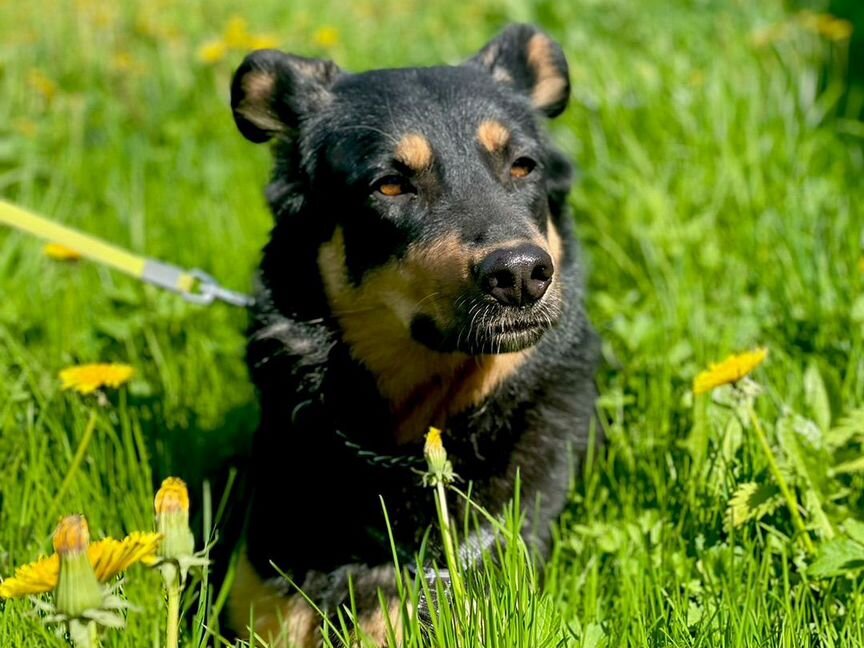 Собака девочка Гретта 3 года в поисках дома