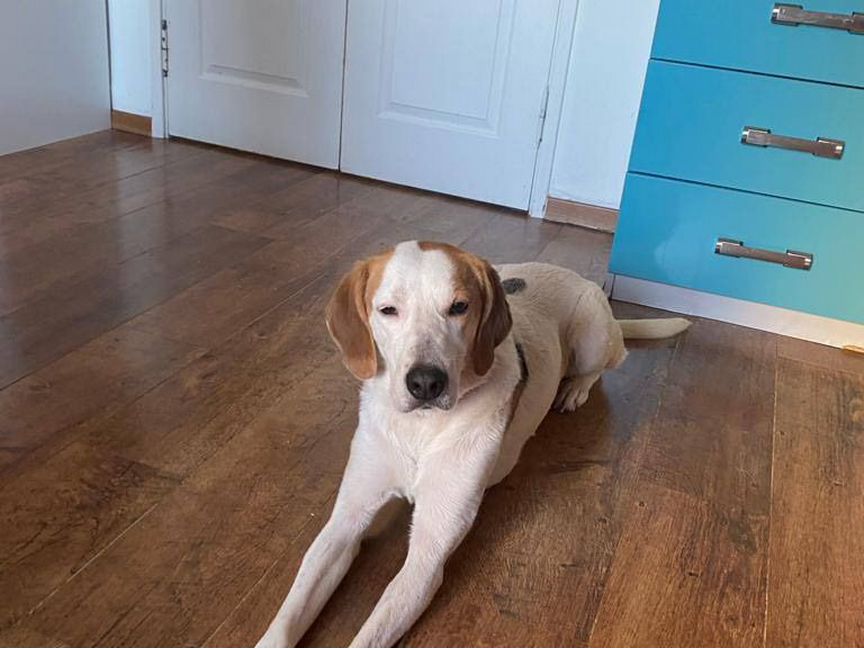 Собака в добрые руки