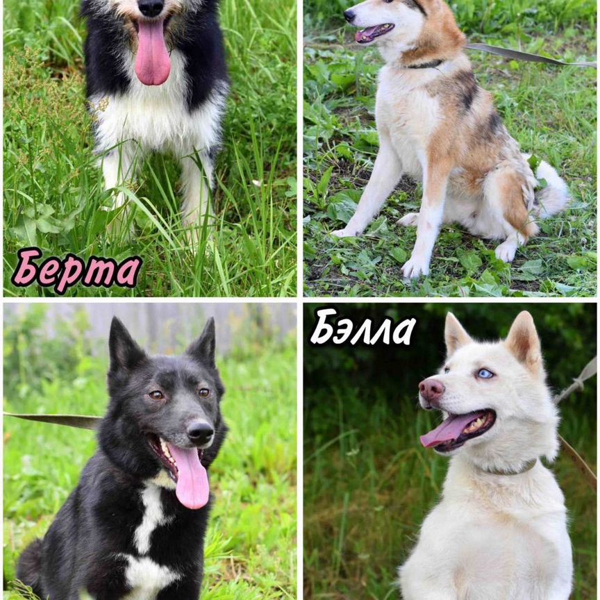 34 собаки на любой размер и цвет в добрые руки