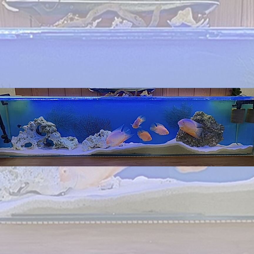 Аквариум с рыбками