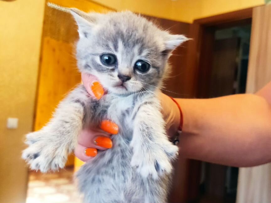 Шотландская