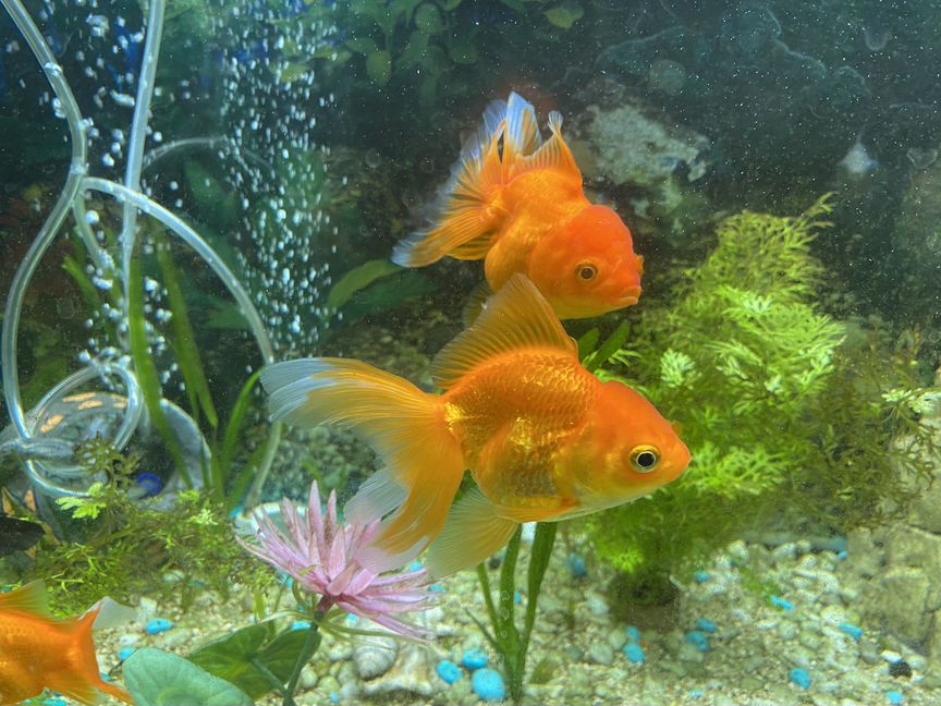 Золотая рыбка