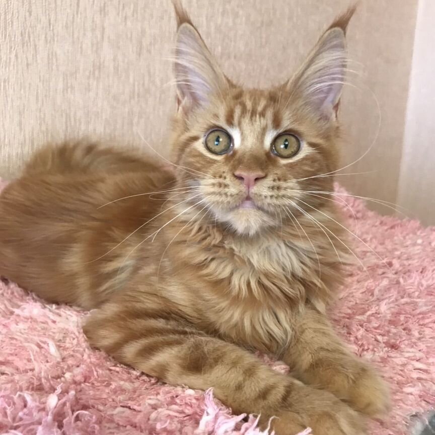 Красная - прекрасная кошечка мейнкун