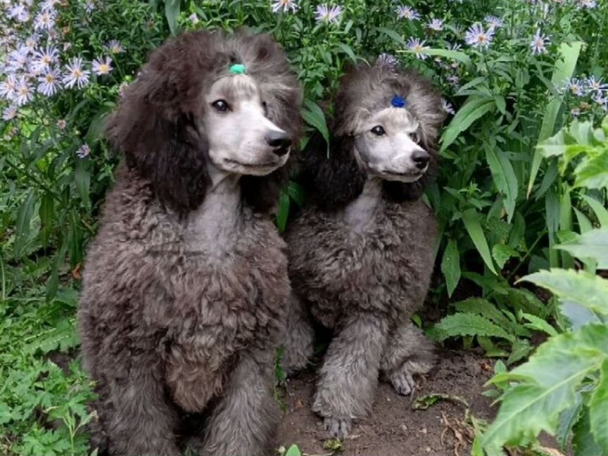 Пудель серебристый