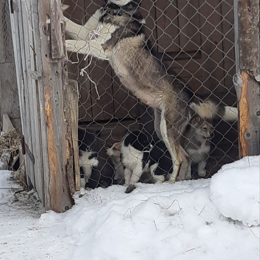 Щенки лайки