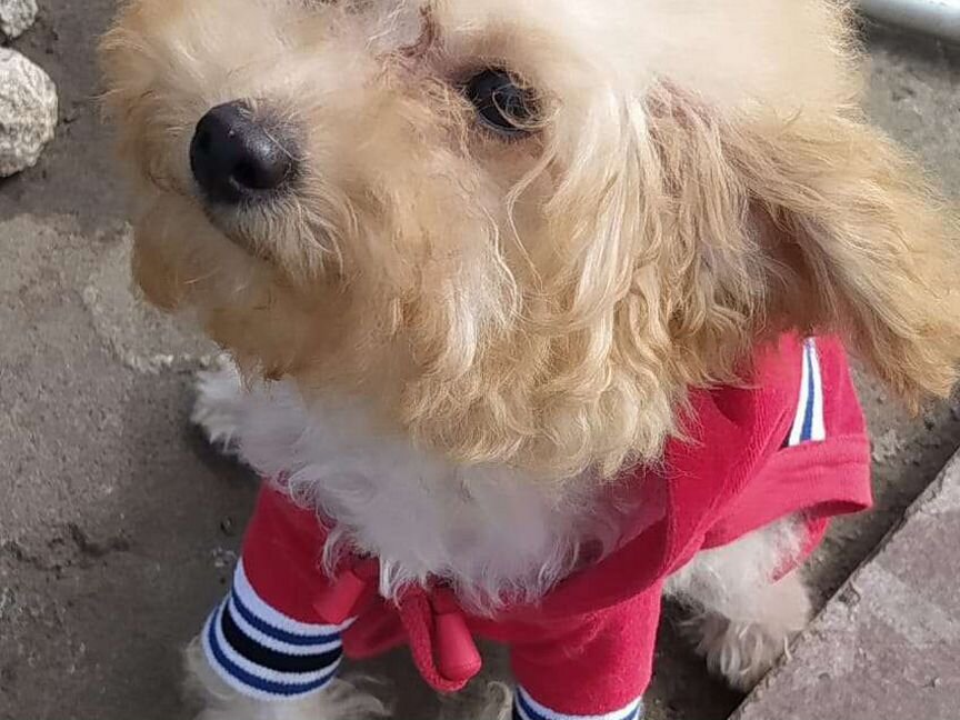 Той-пудель девочка