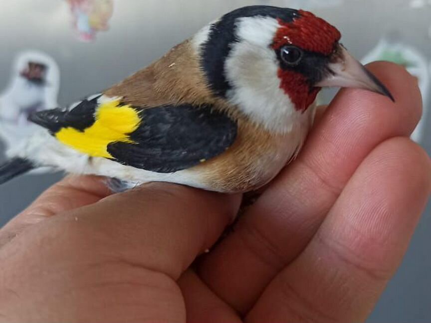 Продам шегол самец