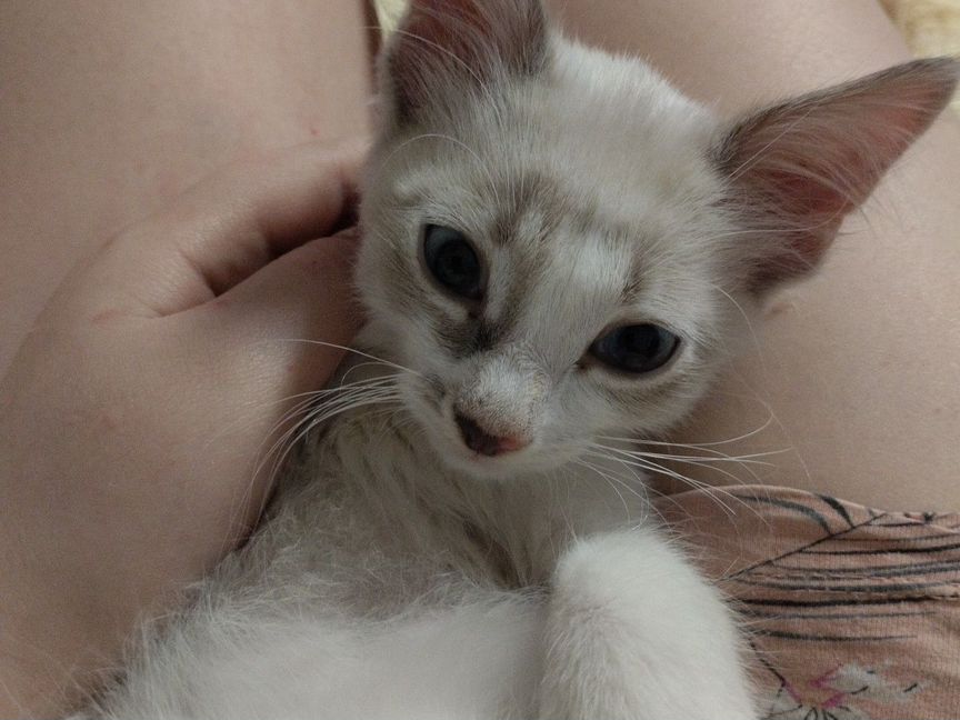 Котики бесплатно мальчик