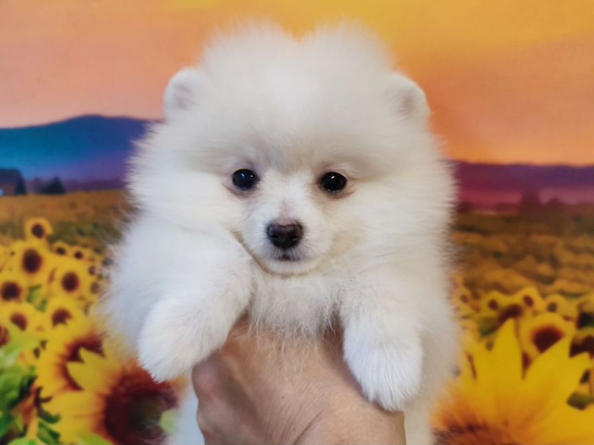 Шпицедетки