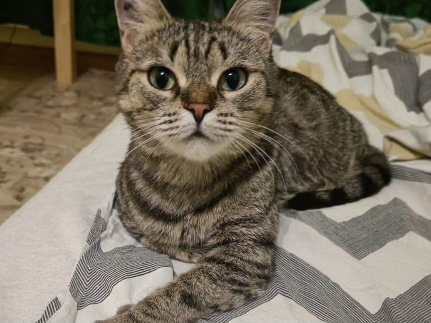 Замечательная кошечка в поисках дома