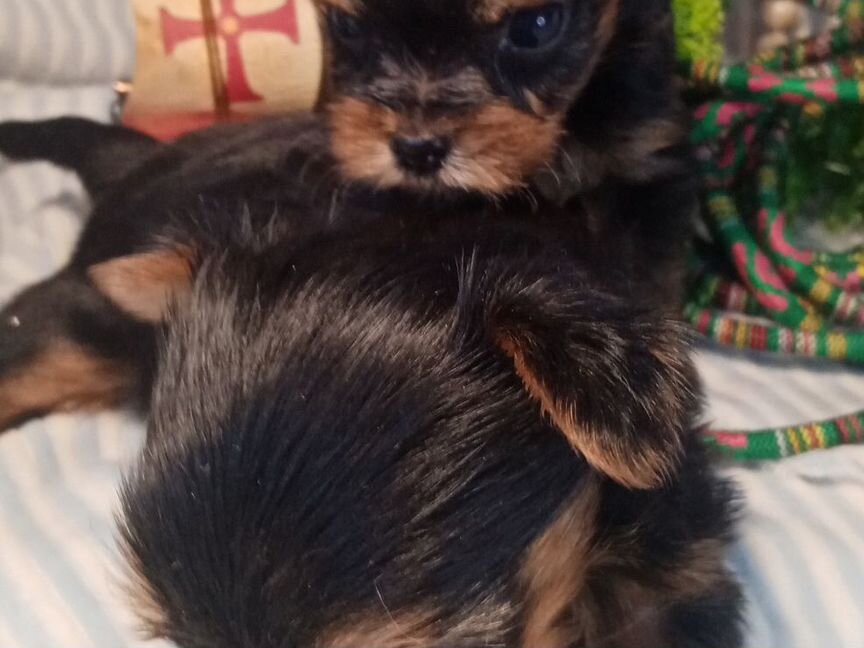 Йоркширский терьер щенки с документами