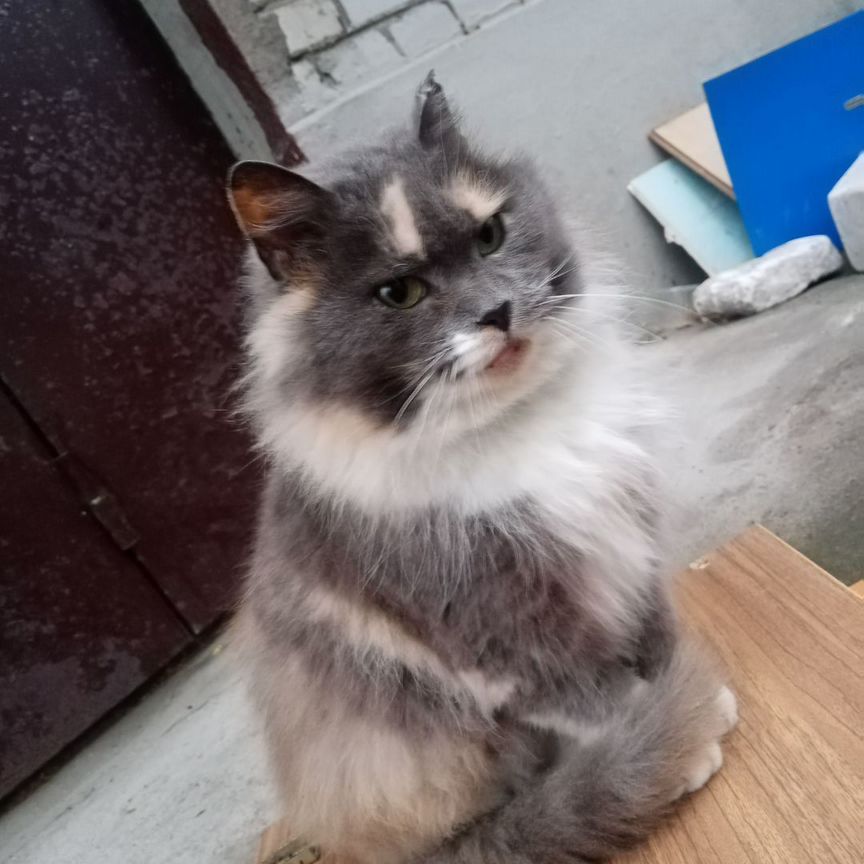 Пушистая кошка Мура