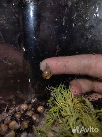 Улитки ахатины маленькие