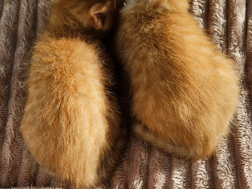 Котята