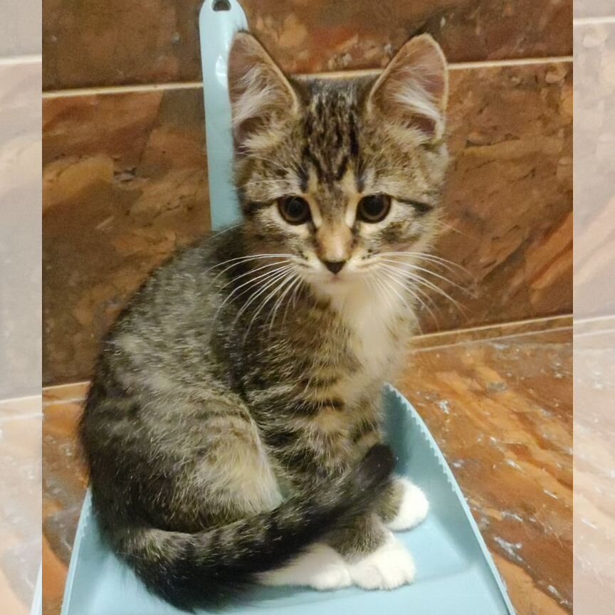 Котята в добрые руки бесплатно 3 мальчика, 1 дев