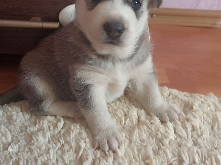 Щенки сибирской хаски мальчик