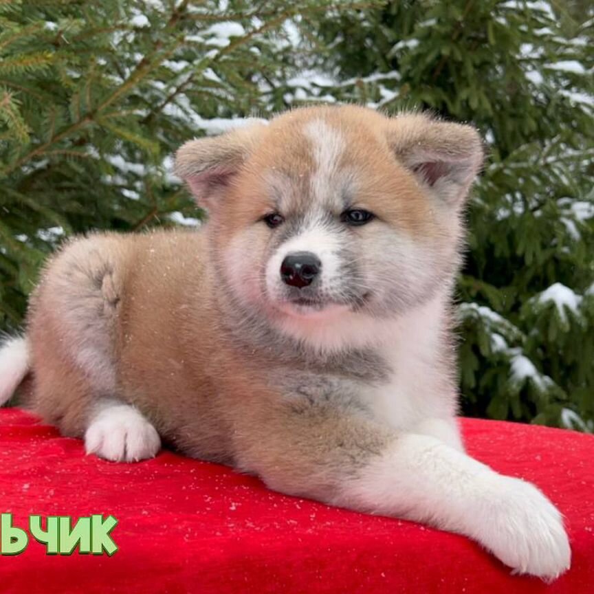 Щенки Акита Ину