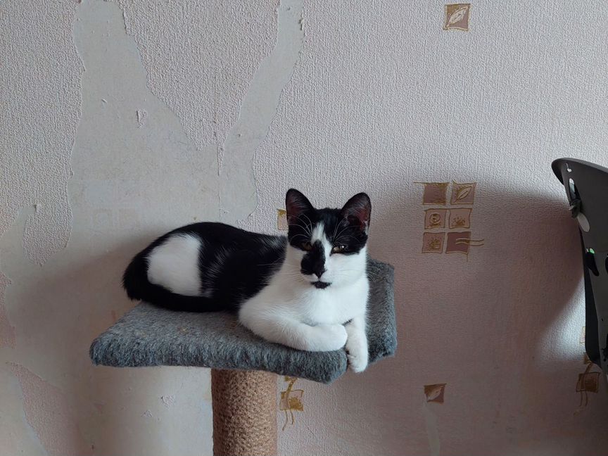 Котёнок подросток - Статный мальчик