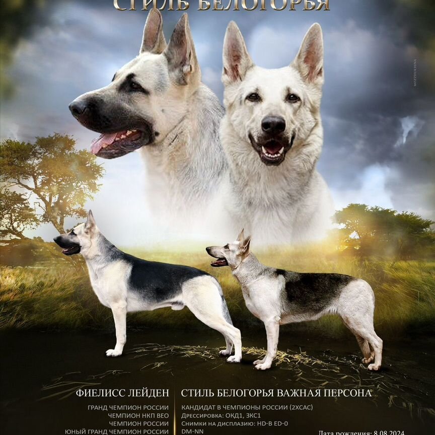 Щенки вео из питомника