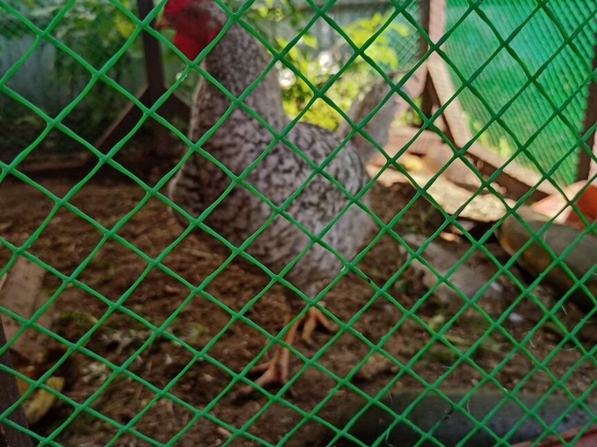 Продам 2 петухов, 8 месяцев