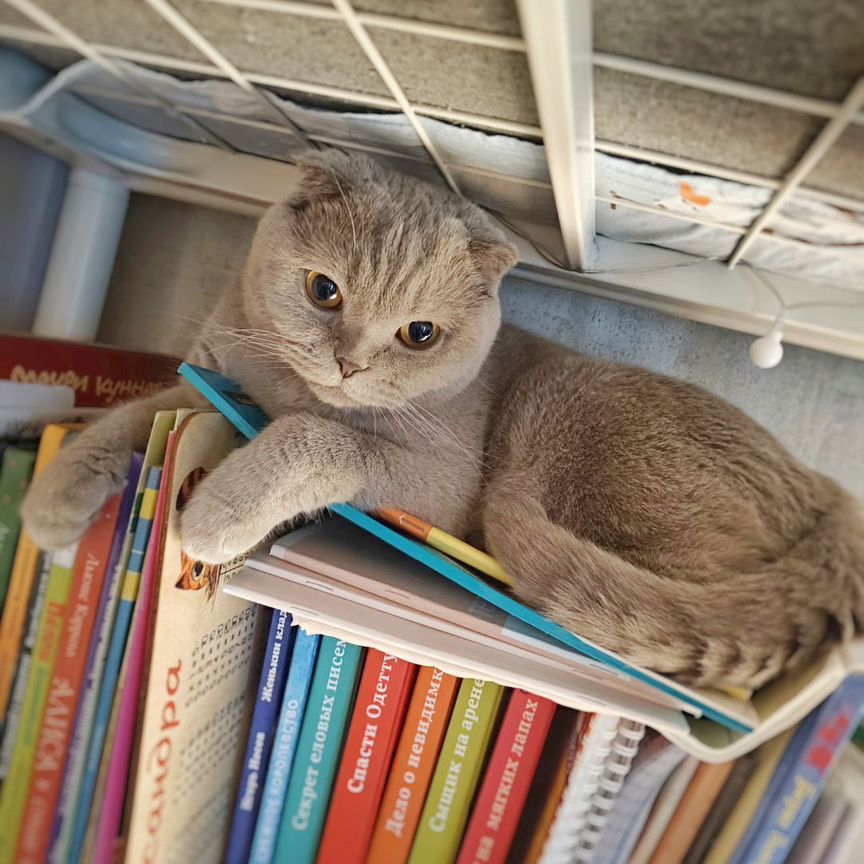 Шотландская кошка вязка