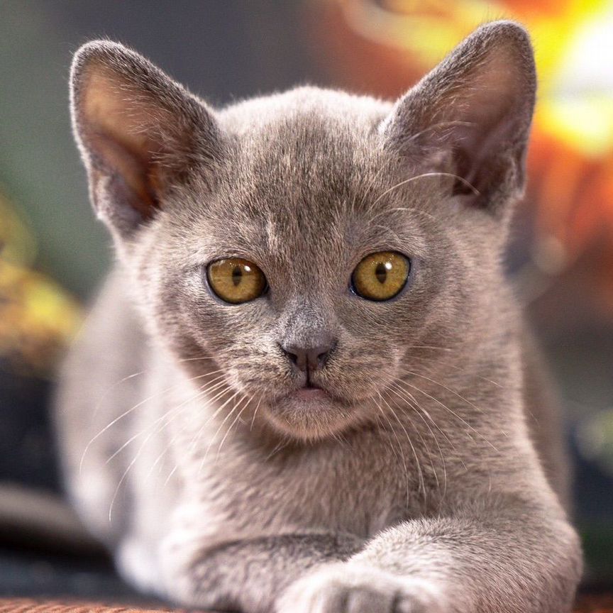 Европейский бурманский котёнок