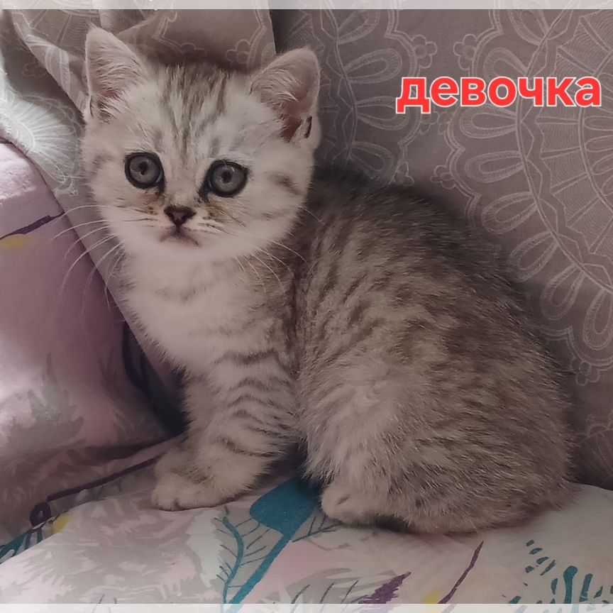 Шотландский вислоухий короткошёрстный котёнок