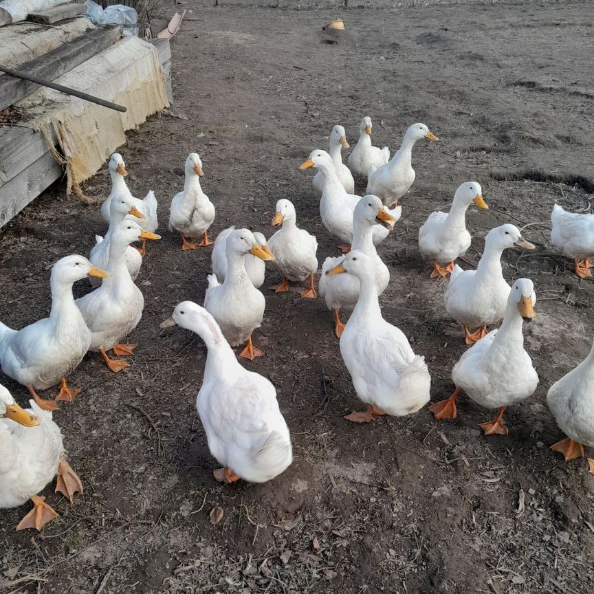 Утки на развод