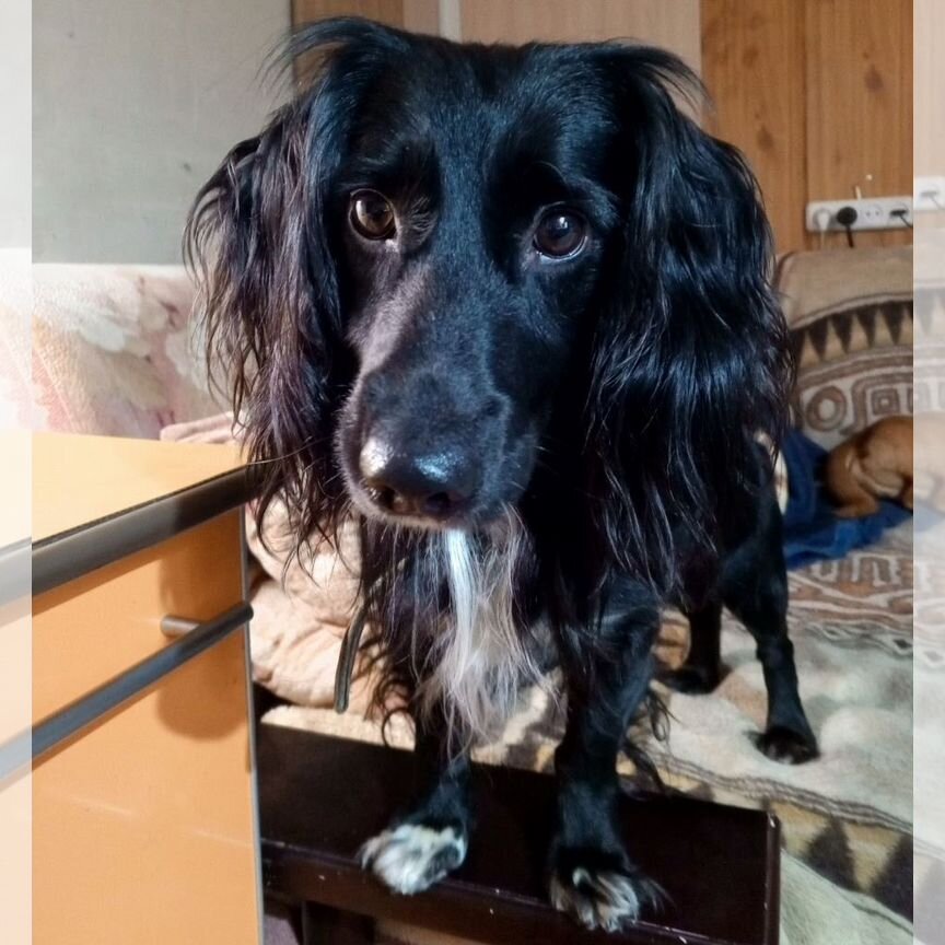 Американский кокер-спаниель, взрослая собака