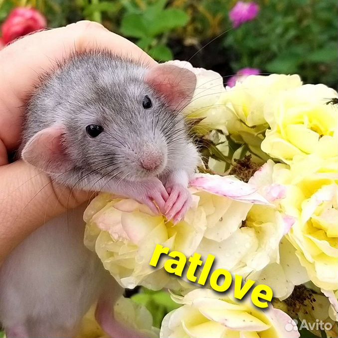 Крысята мальчишки,ручные и крупные от ratlove