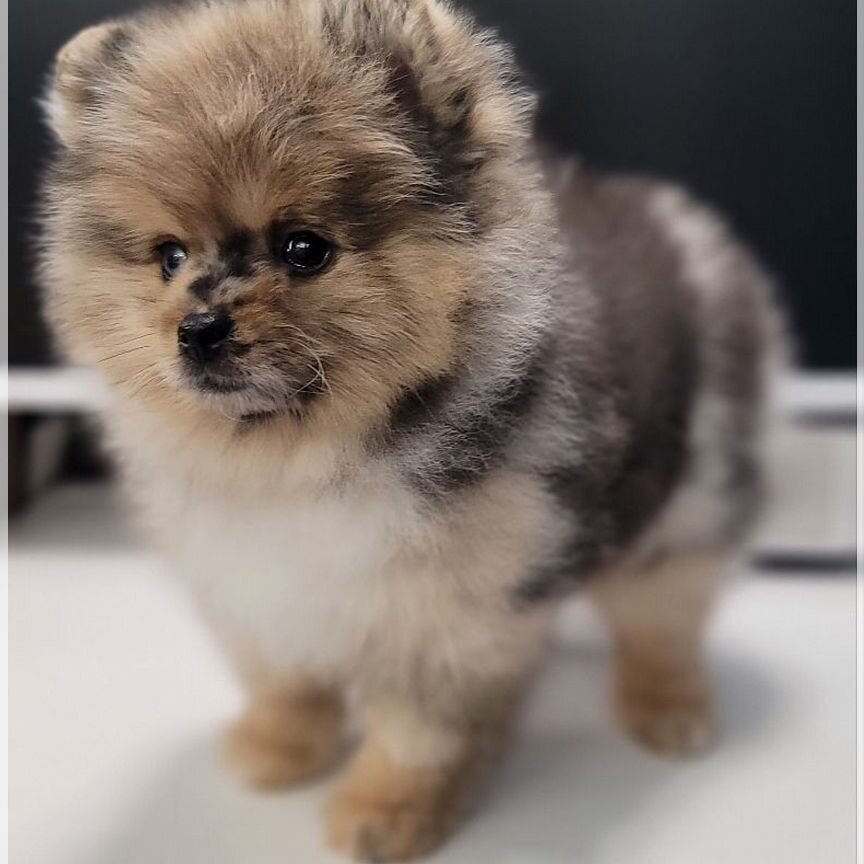 Померанский шпиц, щенок