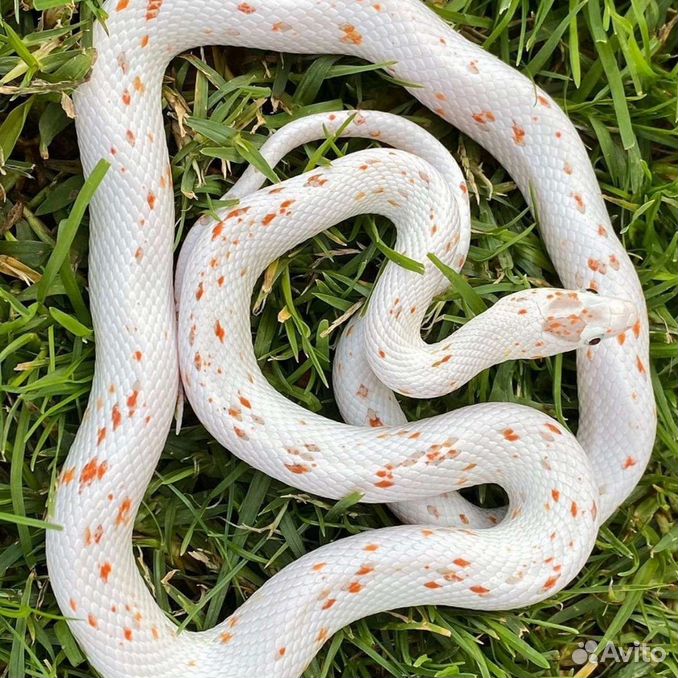 Уникальный Маисовый полоз супер морфа