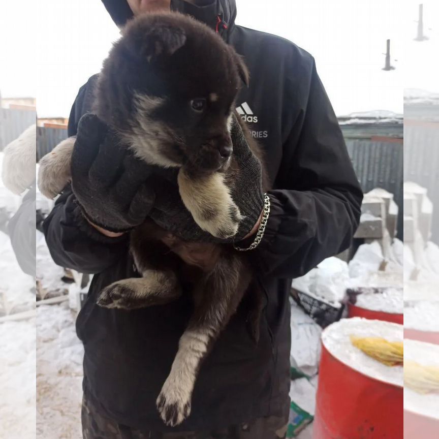 Щенок в добрые руки