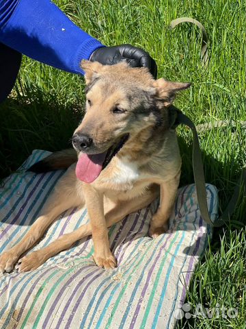 Спасите Гретту