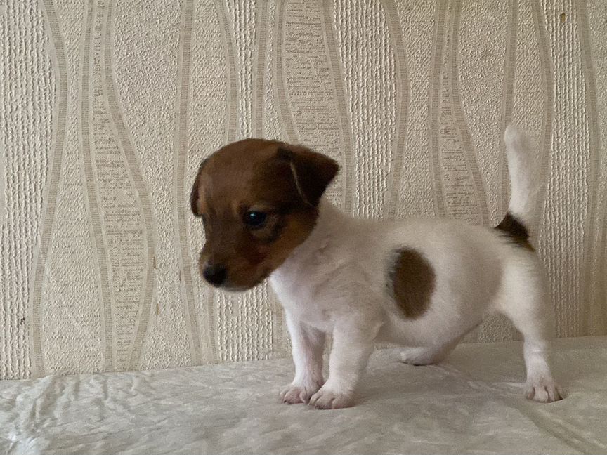 Щенки джек рассел терьер