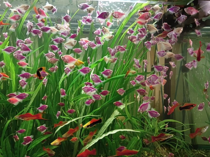 Аквариумные рыбки Тернеция Гло