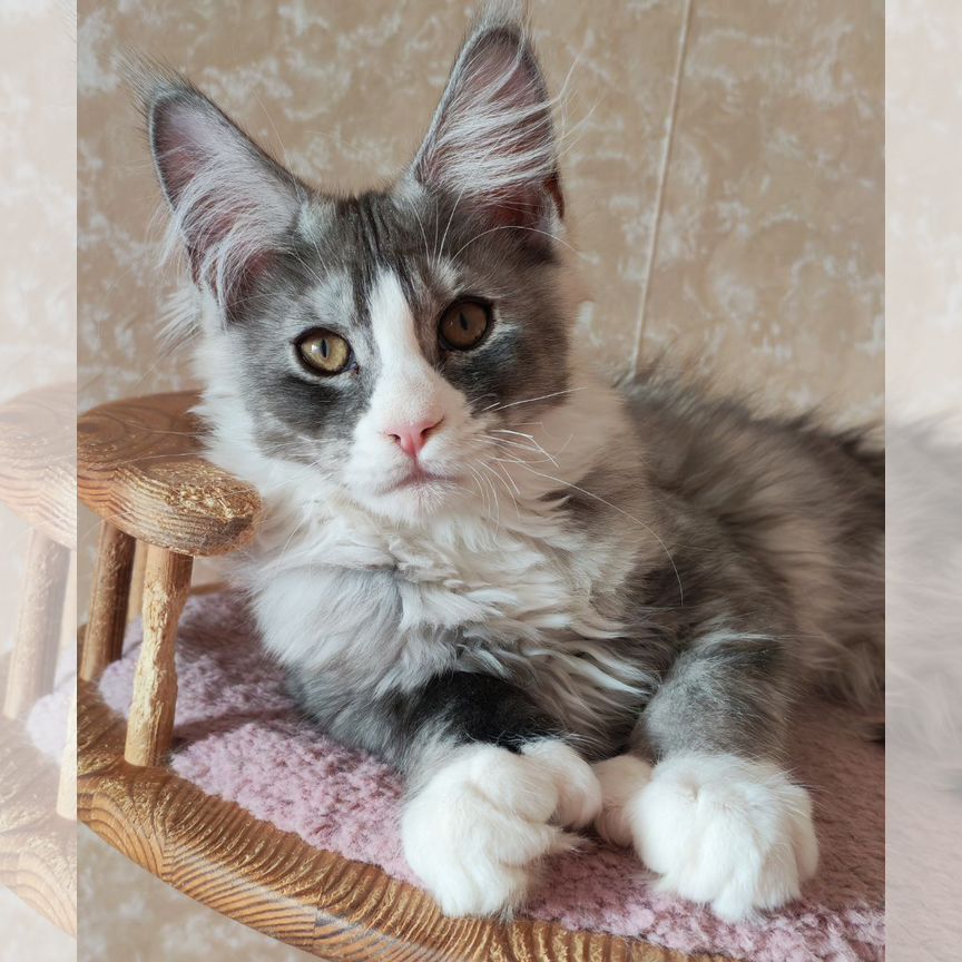 Мейн-кун котёнок
