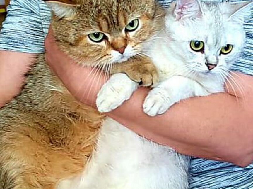 Британские котята шиншилла