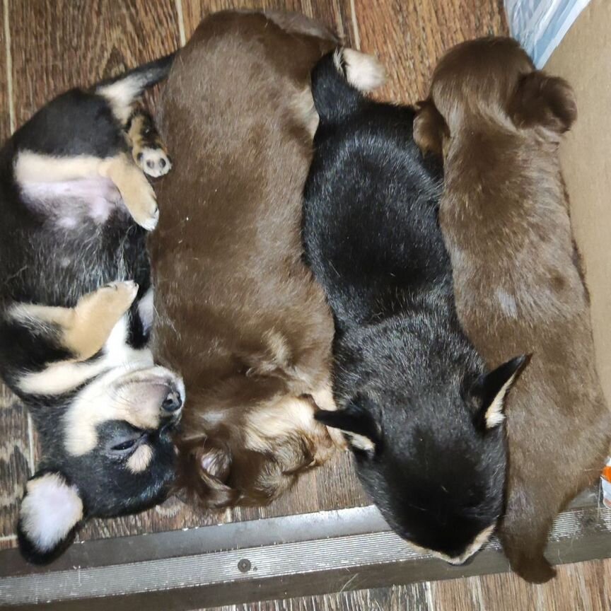 Щенки чихуахуа