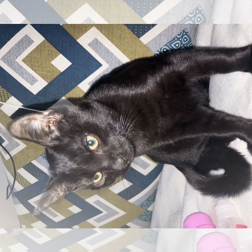 Котёнок в добрые руки