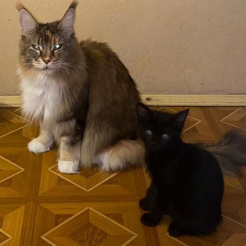 Мейкун