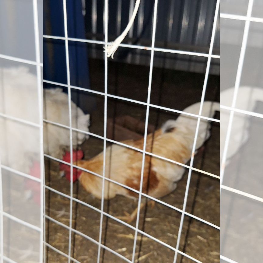 Продам петуха или обменяю на курей несушек