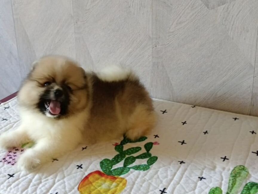 Шпиц